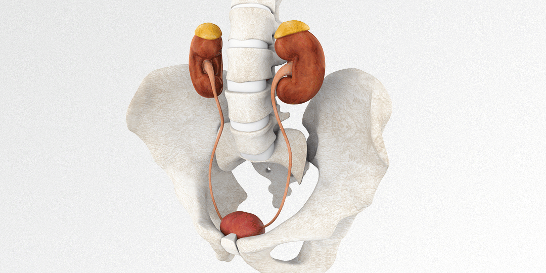 Conheça o tratamento do refluxo vesico-ureteral sem cortes - Urologia Vida